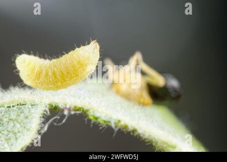 Pincer wasp hatched larva (Dryinidae Stock Photo - Alamy
