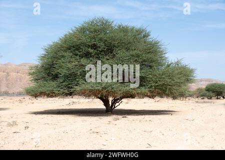 Accacia tree in Israeli desert Stock Photo - Alamy