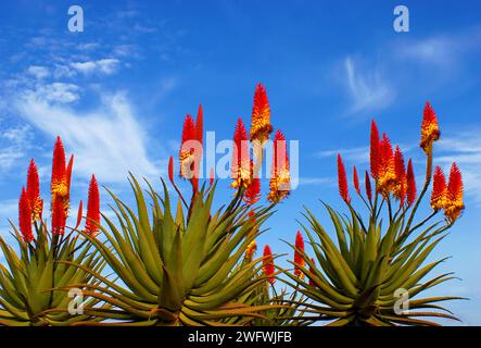 flowering aloe vera (Aloe vera), La Palma, Canary Islands, Spain Stock ...