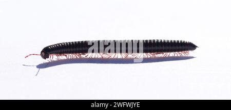 Millipede (Cylindroiulus caeruleocinctus), La Palma, Canary Islands ...