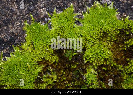 Silky Wall Feather-moss (Homalothecium sericeum Stock Photo - Alamy