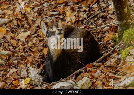 Chamois lying on dead leaves in the forest of swiss jura Stock Photo ...