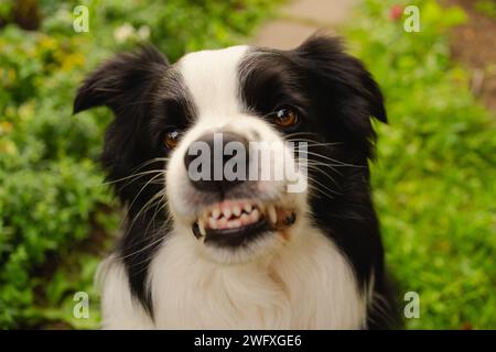 Angry Border Collie Dog, Growling and Showing Teeth Stock Photo - Alamy