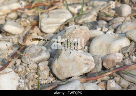 Closeup on a male the small pincertail or green-eyed hook-tailed ...