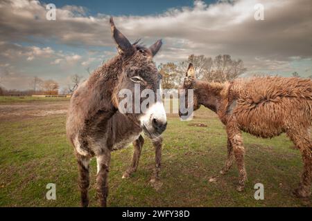 Countryside, Serbia - Portrait of a donkey Stock Photo - Alamy