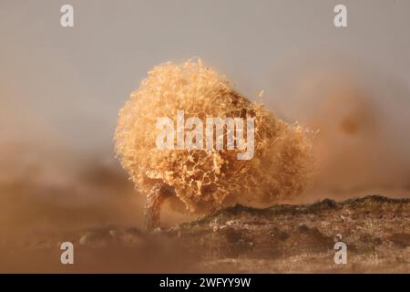 Arcyria pomiformis, a slime mold of the order Trichiales. no common ...