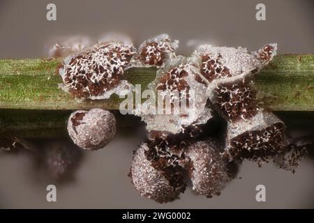 Badhamia foliicola, slime mold, microscope image of sporangia Stock ...
