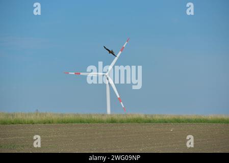 Windrad und Rotmilan Stock Photo - Alamy