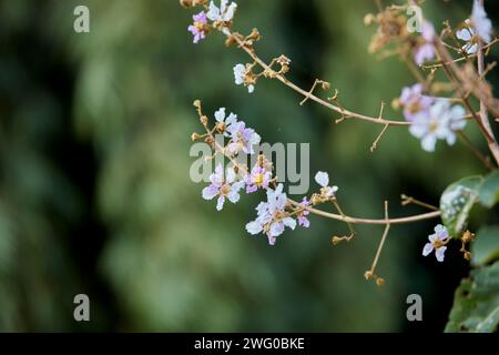 Giant Crape-myrtle (Lagerstroemia speciosa) leaves, Palawan Island ...