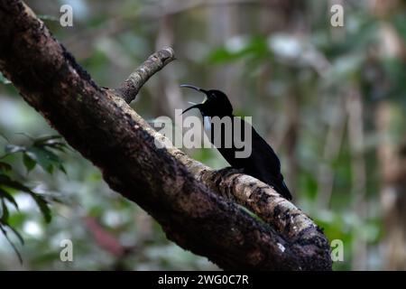 Magnificent riflebird or Ptiloris magnificus seen in Nimbokrang in West ...