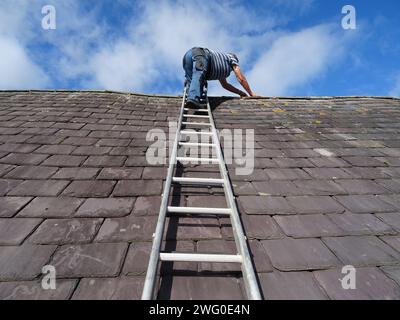 Roofer workman stepping off ladders onto natural slate roof Stock Photo ...