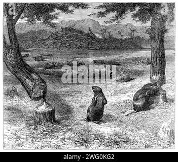 Beavers Gnawing Trees Stock Photo - Alamy