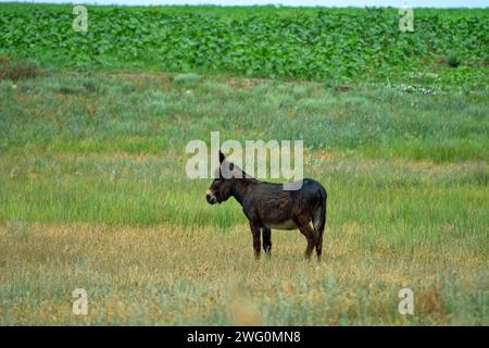 Black Tatar donkey in the Crimean steppe Stock Photo - Alamy