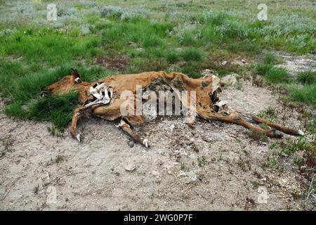 A brown cow died in the winter in a semi-desert. The corpse was eaten ...