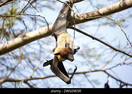 Fruit bats hanging around Stock Photo - Alamy