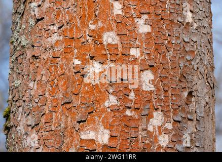 Tree with red bark, bark, green algae (Trentepohlia aurea), Thuringia ...