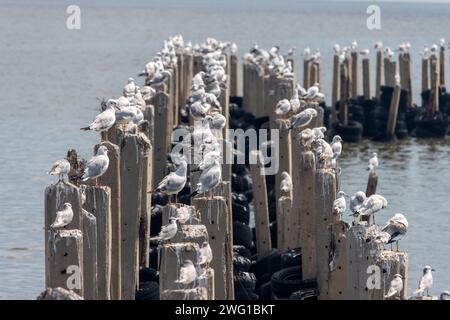 A colony of seagulls sits on concrete pillars on the seashore, Thailand ...