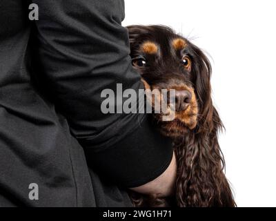 Adult choc and tan Cocker Spaniel dog, laying down facing front ...