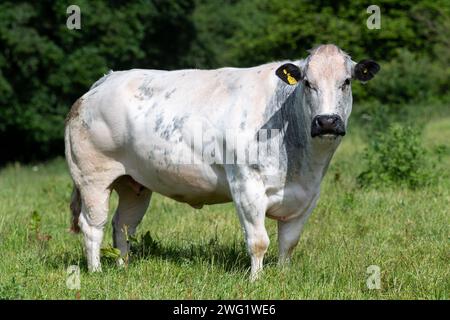 Pedigree British Blue beef cattle in a pasture, Somerset, UK Stock ...