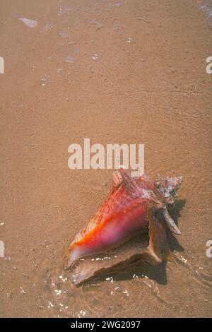 A queen conch shell, Lobatus gigas, on a Caribbean beach, Caye Caulker ...