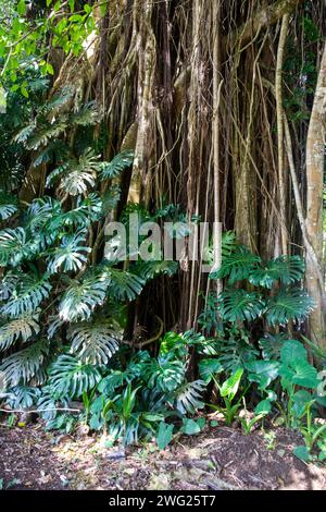 Banyan tree on Pitcairn Island in the South Pacific Stock Photo - Alamy