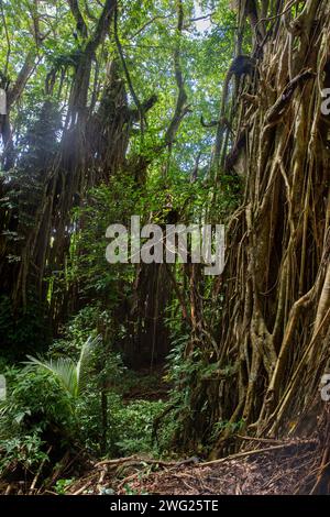 Banyan tree on Pitcairn Island in the South Pacific Stock Photo - Alamy