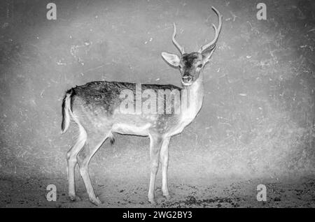 Deer animal at Tasneem Farm, Bahrain Stock Photo - Alamy