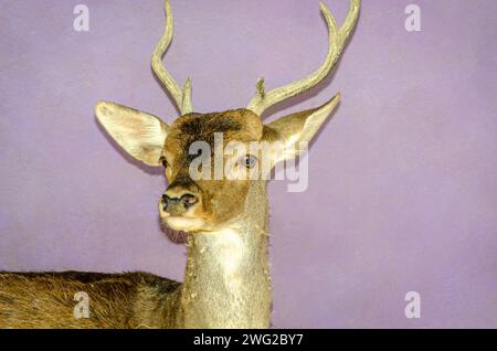 Deer animal at Tasneem Farm, Bahrain Stock Photo - Alamy