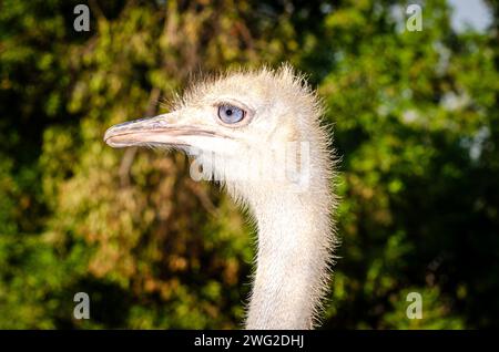 Ostrich at Al Areen Wildlife Park, Bahrain Stock Photo - Alamy