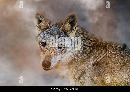 Wolf at Al Areen Wild park, Bahrain Stock Photo - Alamy