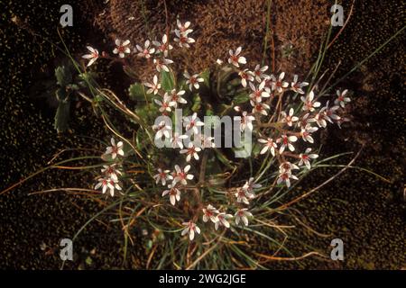 alpine wildflowers in bloom at Exit Glacier, Kenai Fjords National Park ...