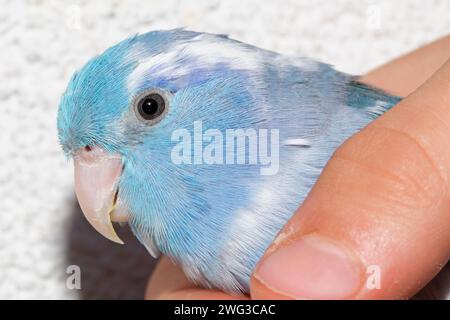 Pacific parrotlet (Forpus coelestis) - female blue fallow Stock Photo ...