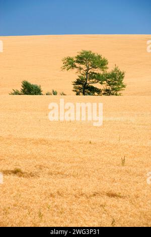Wheatfield, Umatilla County, Oregon Stock Photo - Alamy