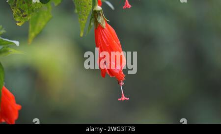 Malvaviscus (Turk's cap mallow, wax mallow, sleeping hibiscus, mazapan ...
