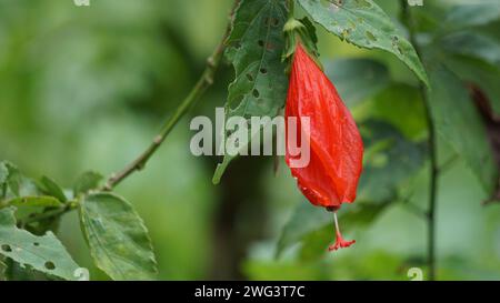 Malvaviscus (Turk's cap mallow, wax mallow, sleeping hibiscus, mazapan ...