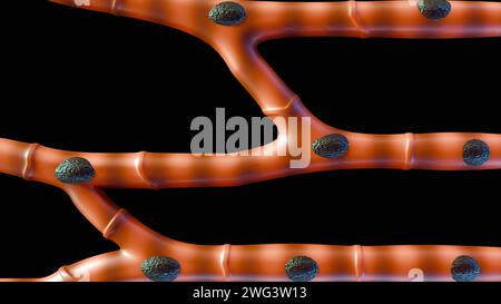 isolated cardiac muscle, also known as heart muscle or myocardium, is a ...