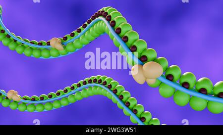 Actin and myosin filaments structure, illustration Stock Photo - Alamy