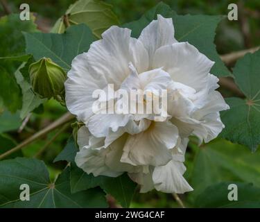 Closeup view of white hibiscus mutabilis flower aka Confederate rose or ...