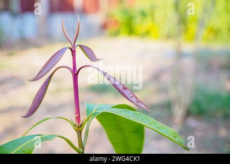 Marian plum fruit in marian plum tree in the garden tropical fruit ...