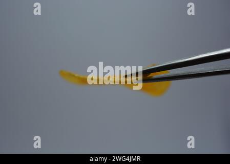 Snacks, fast and unhealthy food. Metallic, thin tweezers hold one salty ...
