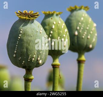 Opium papaver heads on the sky background Stock Photo - Alamy