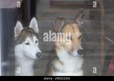 Siberian Husky dog behind window car portrait with blue eyes and gray ...