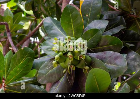 Keben, Barringtonia asiatica flowers, fish poison tree, sea poison tree ...