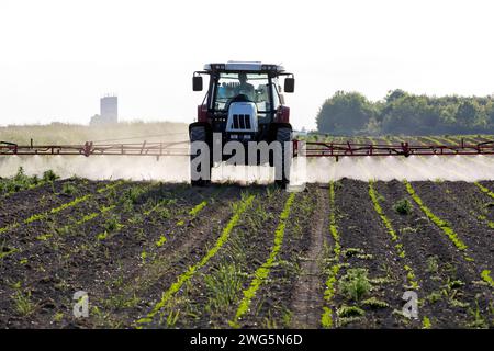 Sunflowers, Herbicide Spraying Stock Photo - Alamy
