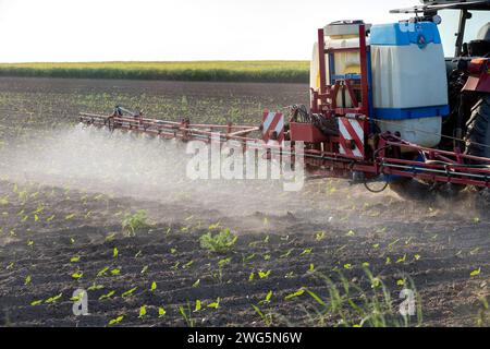 Sunflowers, Herbicide Spraying Stock Photo - Alamy