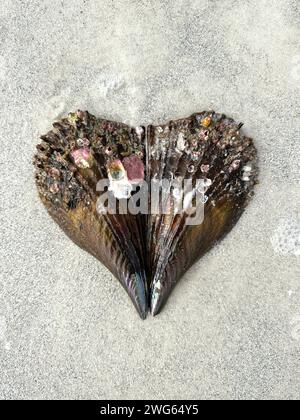 Barnacles on a stiff pen shell on a beach in southwest Florida Stock ...