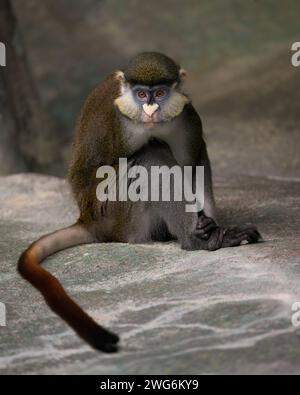Red-tailed monkey Guenon Schmidt in the botanical garden of the city of ...