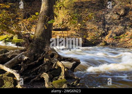 old exposed roots with rocks from a tree that was uprooted in the ...