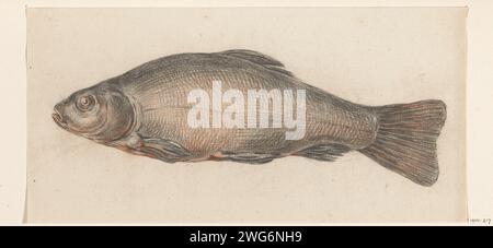 Fish, to the left, Jean Bernard, 1775 - 1833 drawing paper. chalk bony ...