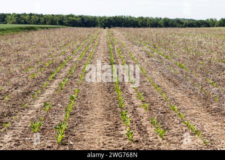 Sugar Beetroot, Direct Sowing Stock Photo - Alamy